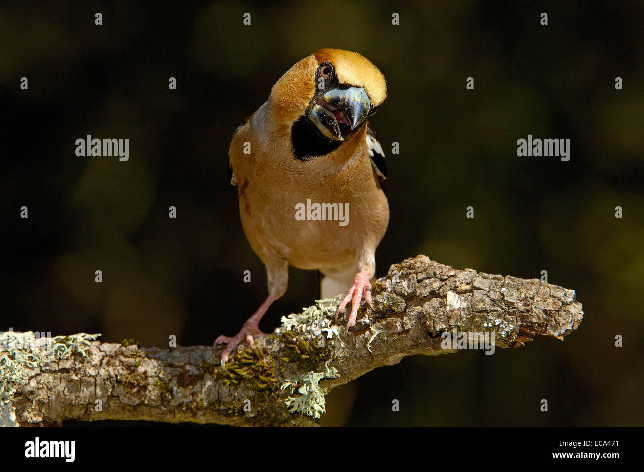 Hawfinch (Coccothraustes coccothraustes Stock Photo - Alamy