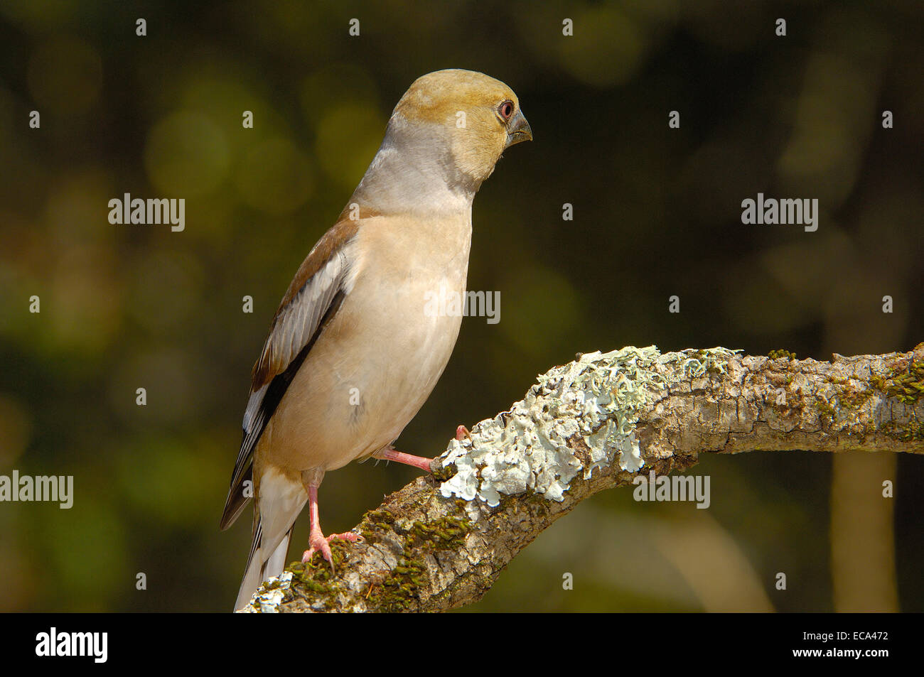 Hawfinch (Coccothraustes coccothraustes Stock Photo - Alamy