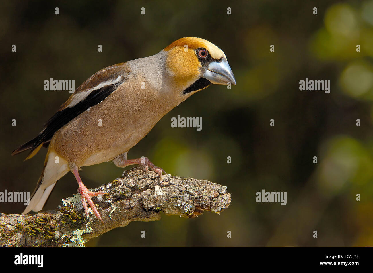 Hawfinch (Coccothraustes coccothraustes Stock Photo - Alamy