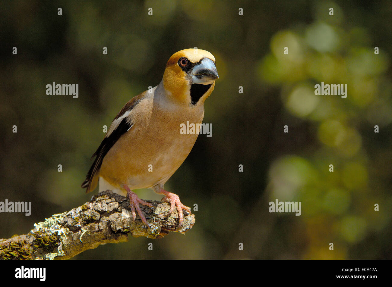 Hawfinch (Coccothraustes coccothraustes Stock Photo - Alamy