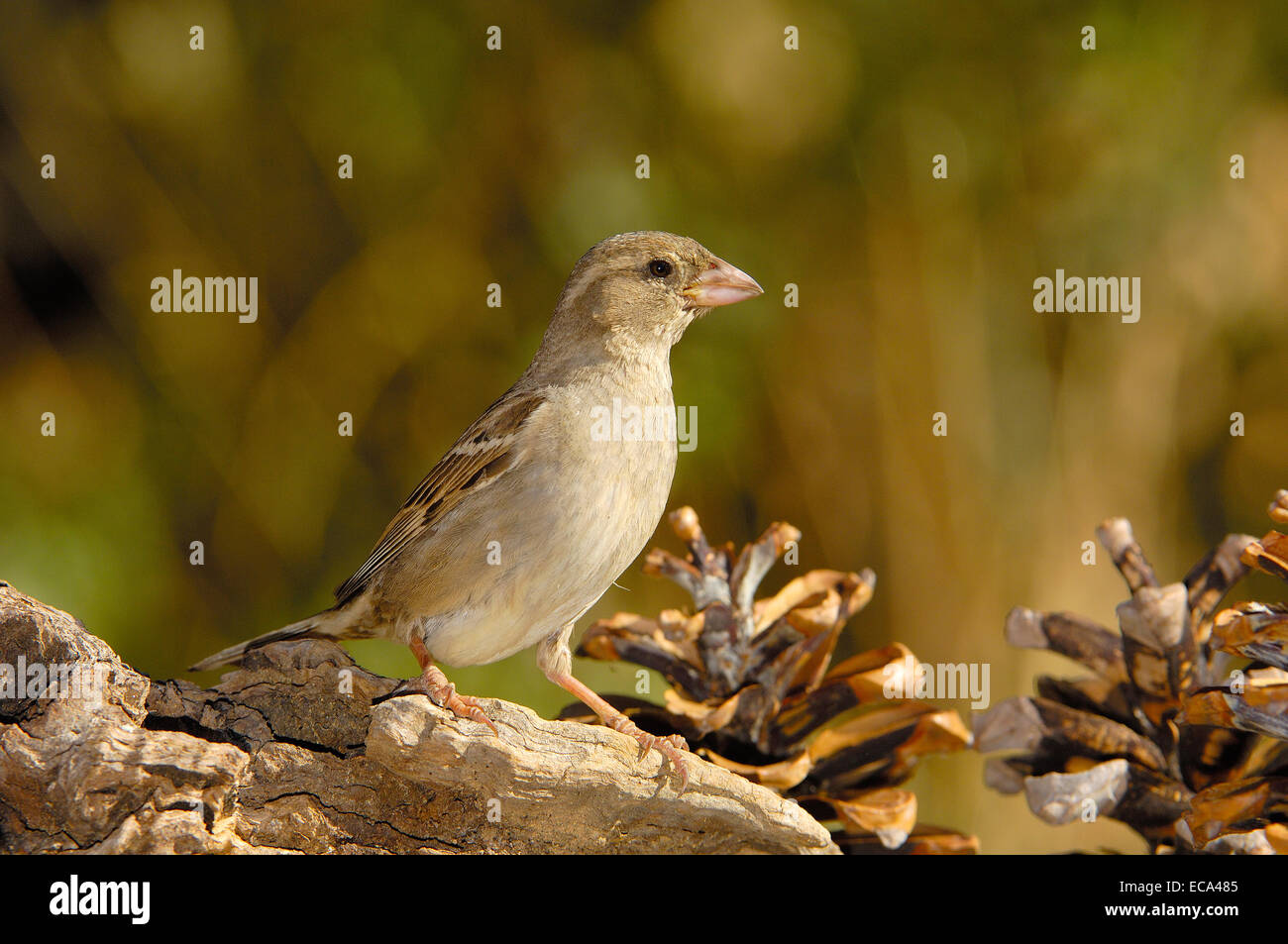 Passer domesticus close up hi-res stock photography and images - Alamy