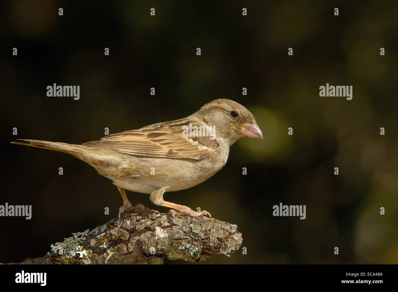 House sparrow (Passer domesticus Stock Photo - Alamy