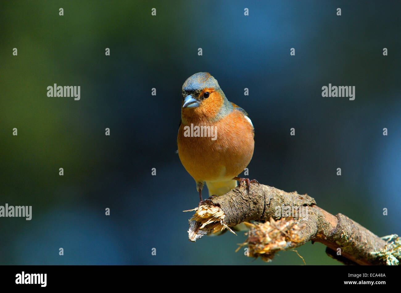 Fringilla hi-res stock photography and images - Alamy