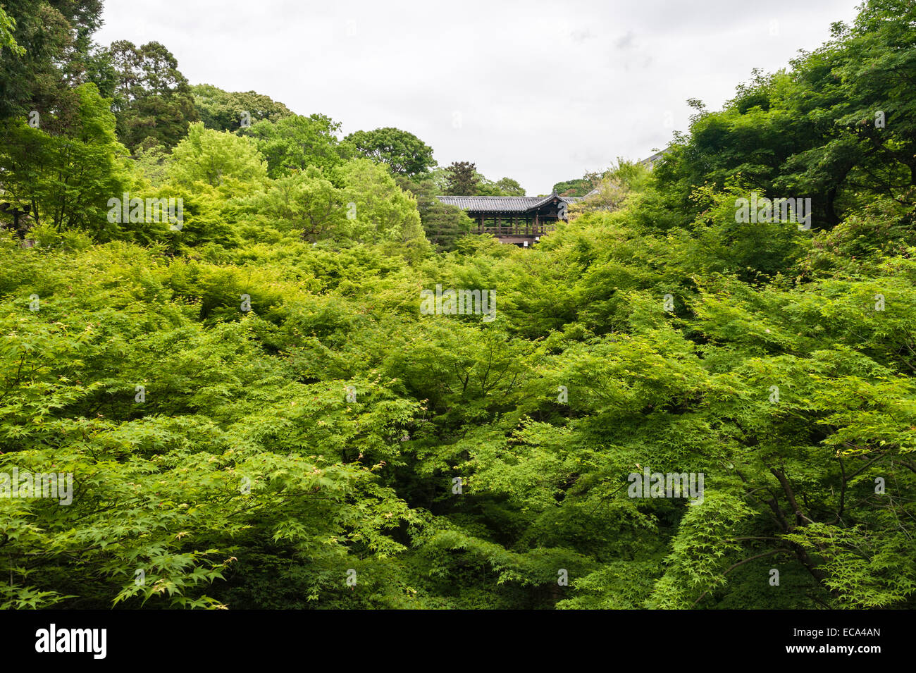 The famous Tsuten-kyo bridge at Tofuku-ji temple, Kyoto, crosses a ...