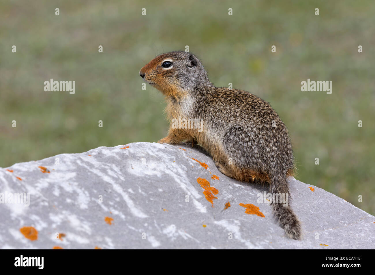 Mature squirrel hi-res stock photography and images - Alamy