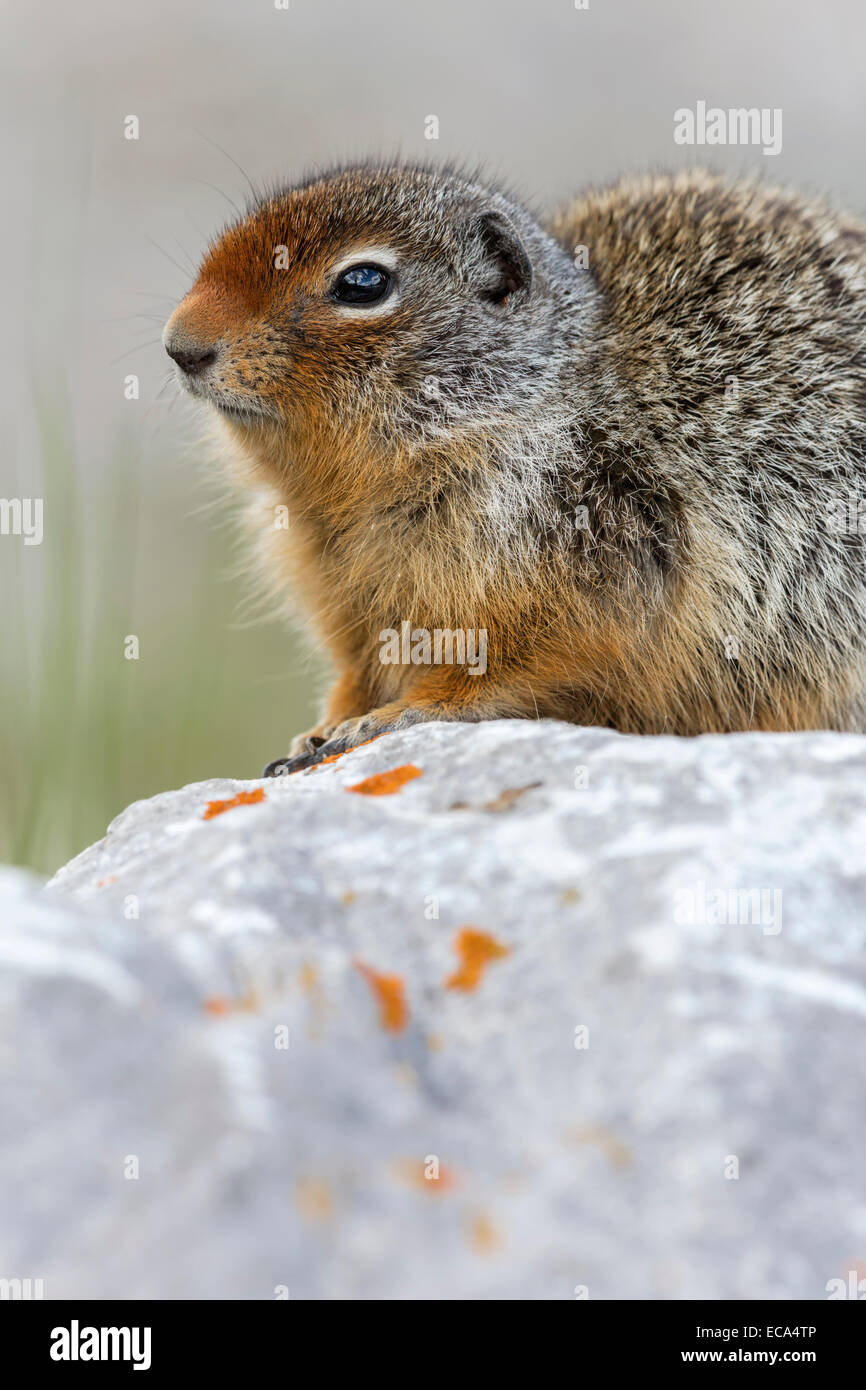 Columbian Ground Squirrel Stock Photo - Alamy