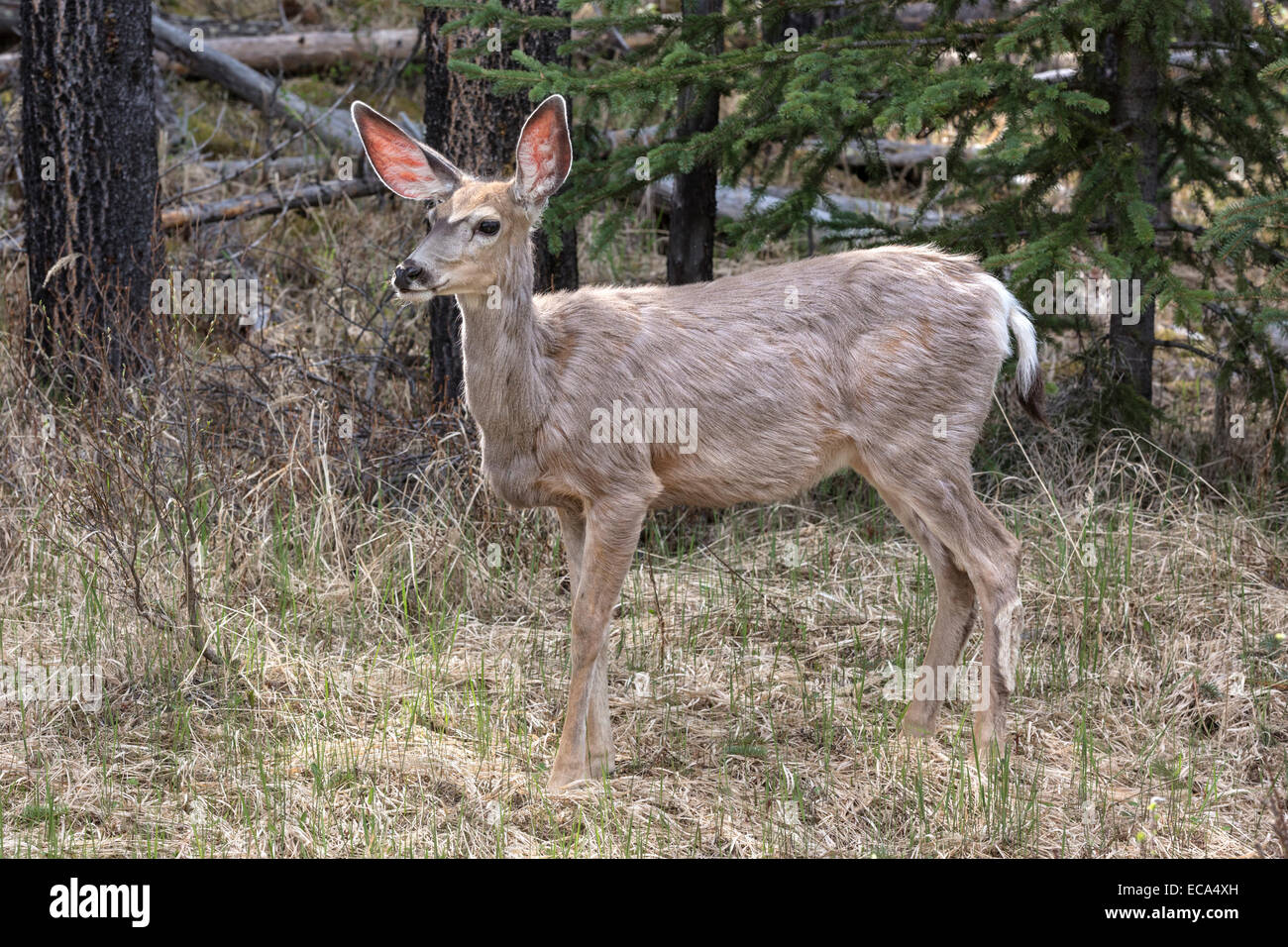 Mule Deer in spring moult Stock Photo - Alamy