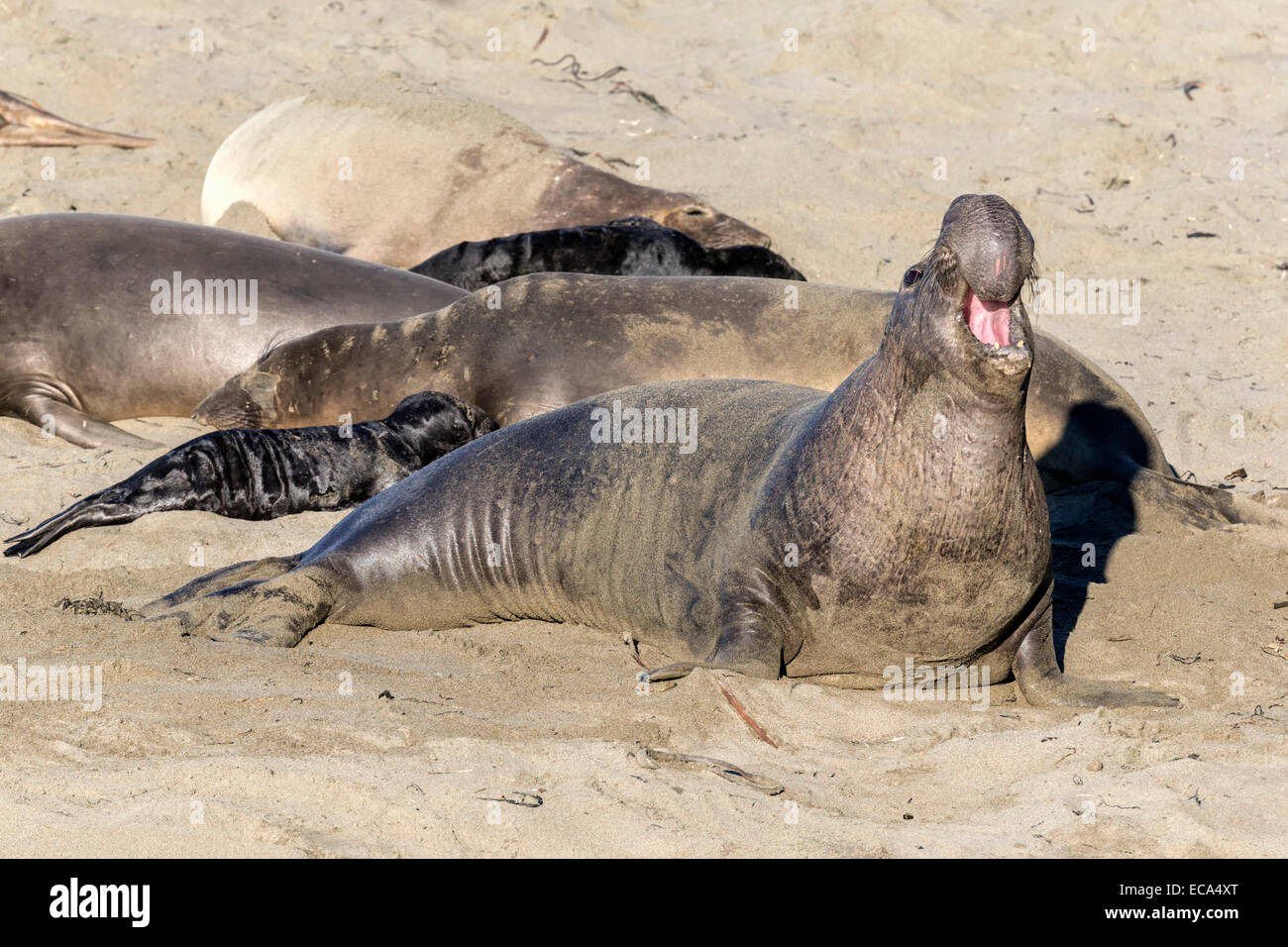 Alpha male elephant hi-res stock photography and images - Alamy