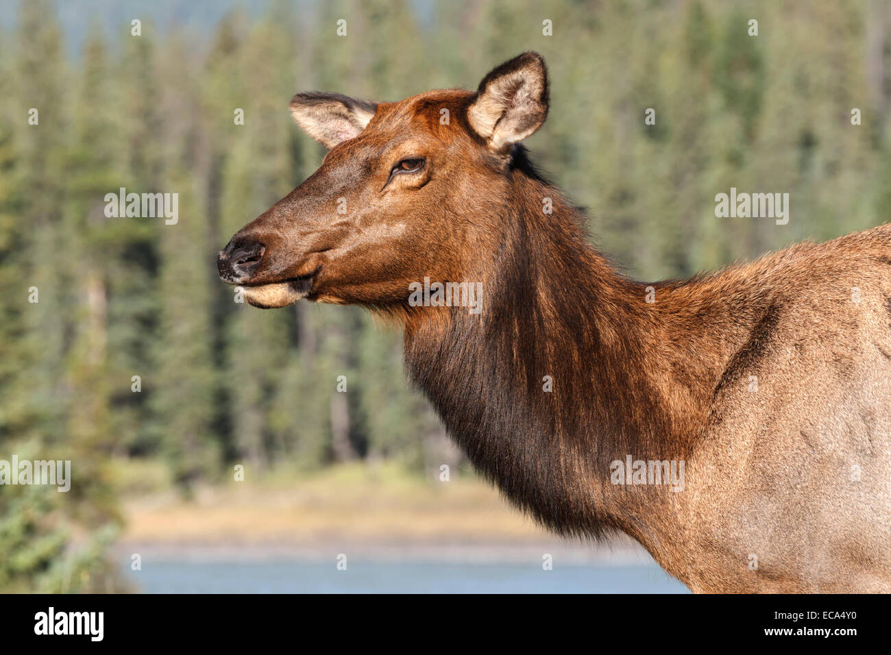 Elk - Cow portrait Stock Photo - Alamy