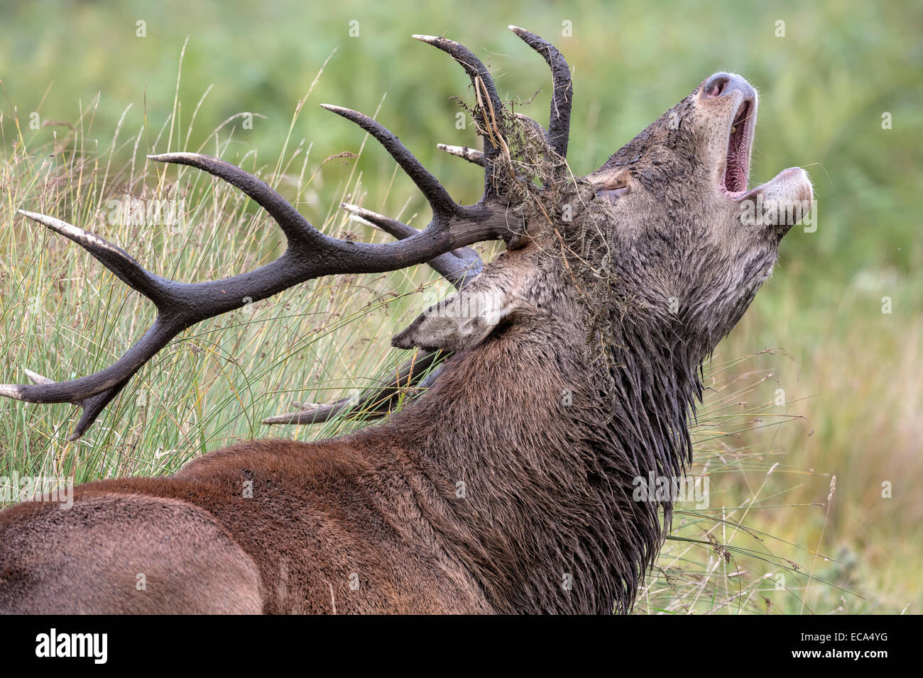 Red deer stag bugling hi-res stock photography and images - Alamy