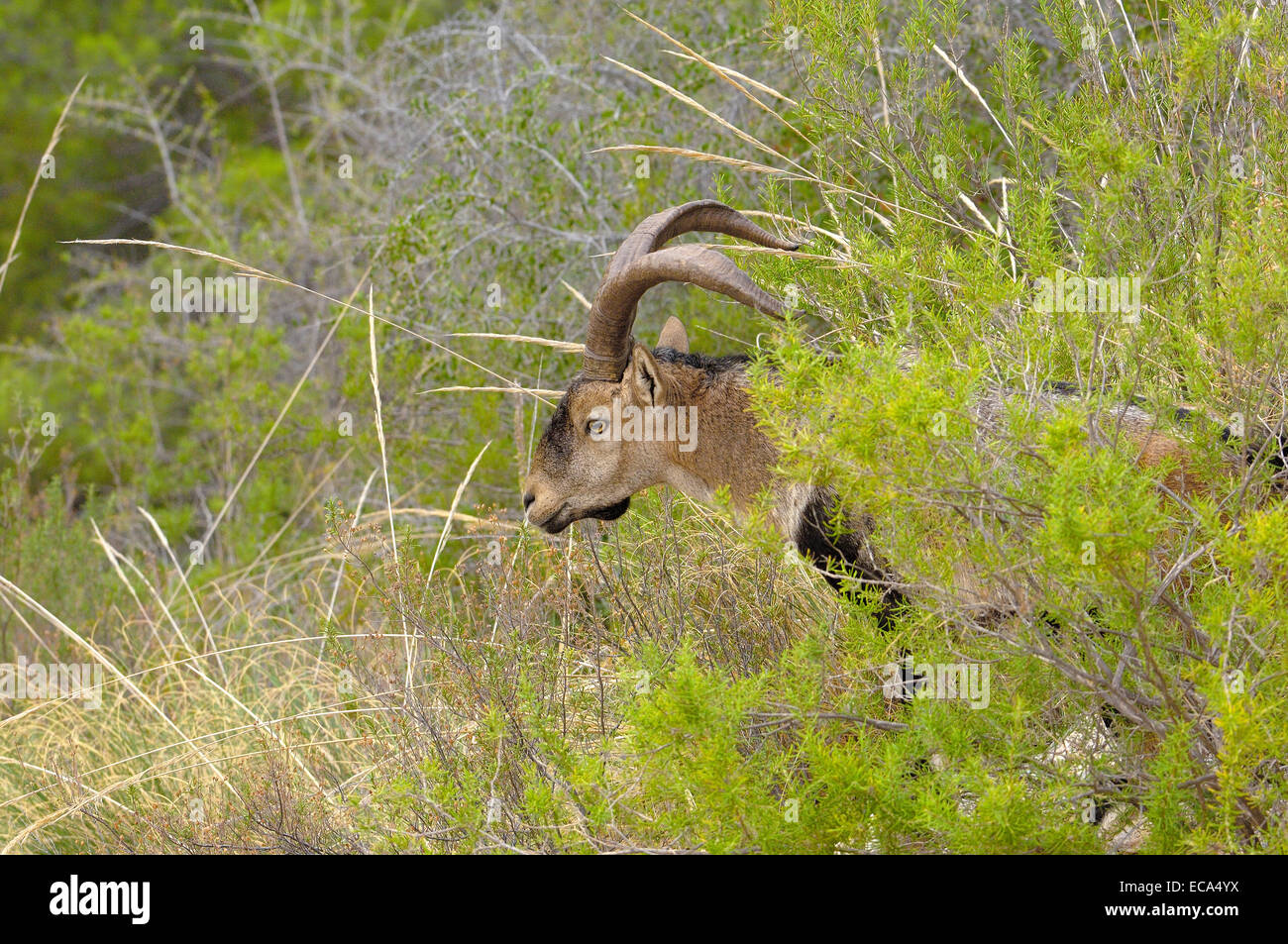 Spanish fauna hi-res stock photography and images - Alamy