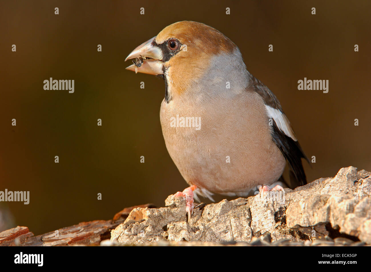 Hawfinch bill hi-res stock photography and images - Alamy