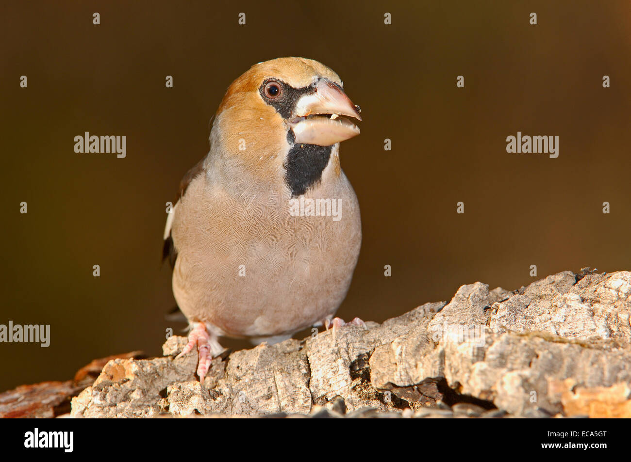 Hawfinch (Coccothraustes coccothraustes Stock Photo - Alamy