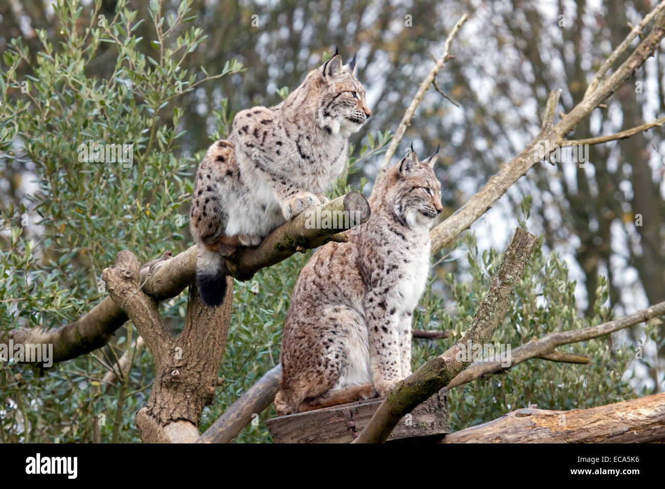 Lynx wildcat hi-res stock photography and images - Alamy