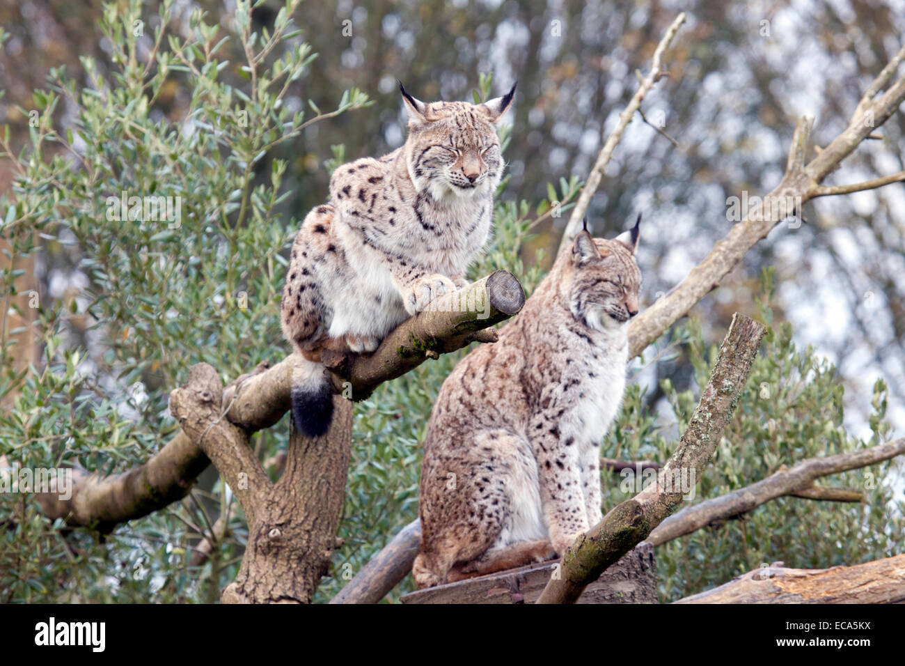 Lynx wildcat hi-res stock photography and images - Alamy