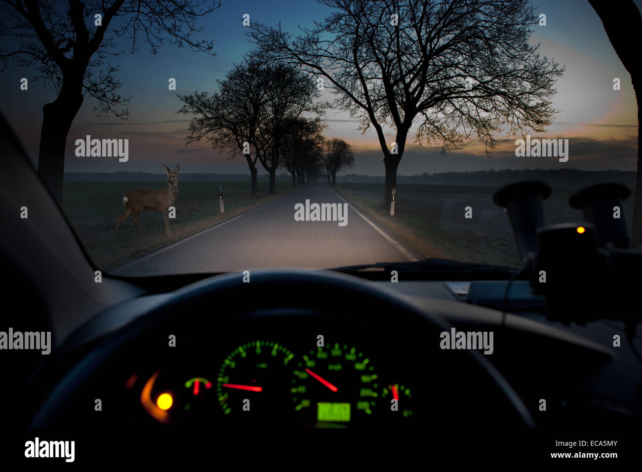 Deer And Headlights Stock Photos & Deer And Headlights Stock Images - Alamy