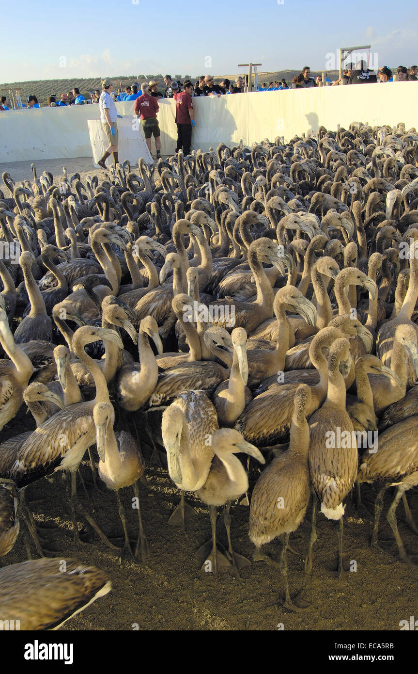 Corral de aves de corral hi-res stock photography and images - Alamy