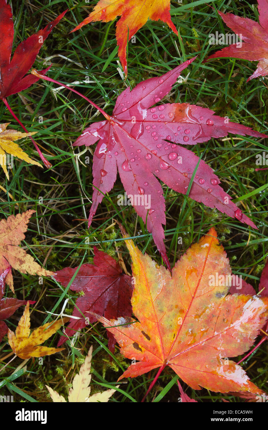 United states colors hi-res stock photography and images - Alamy