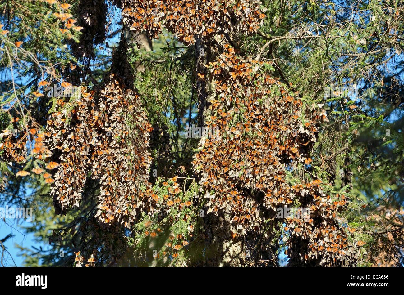 Monarch butterfly (Danaus plexippus), winter quarters on an Oyamel fir ...