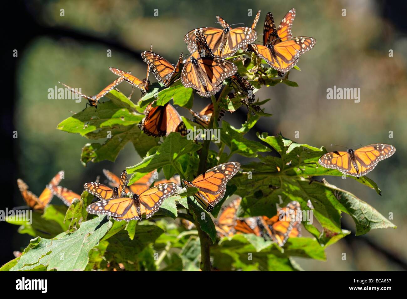 Monarch butterfly (Danaus plexippus), winter quarters, El Rosario ...
