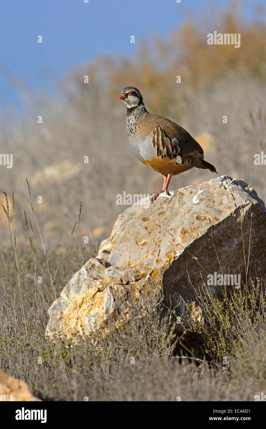 Red-legged partridge (Alectoris rufa), Andalusia, Spain, Europe Stock ...