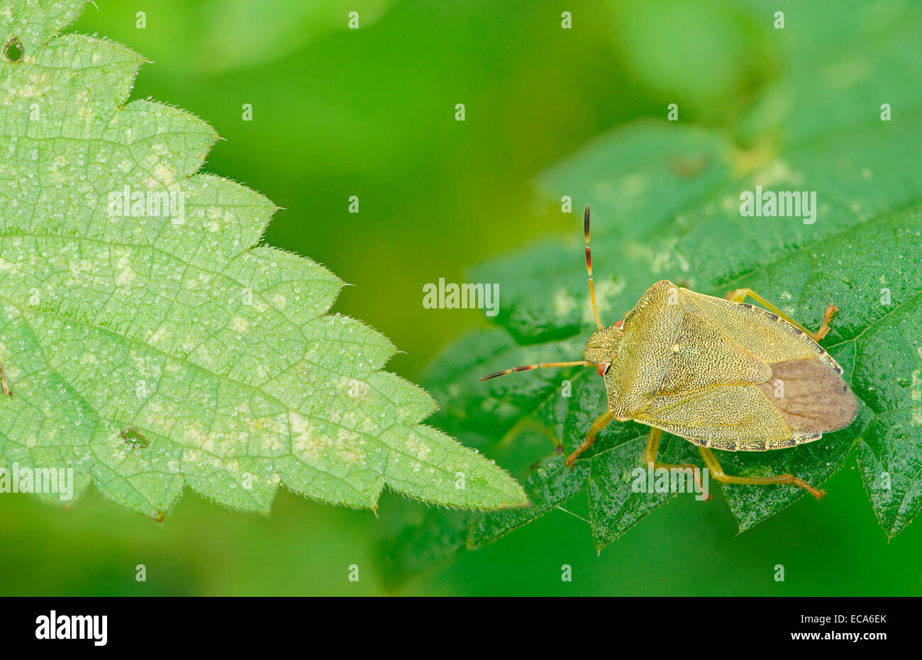 Green shield bug hi-res stock photography and images - Alamy