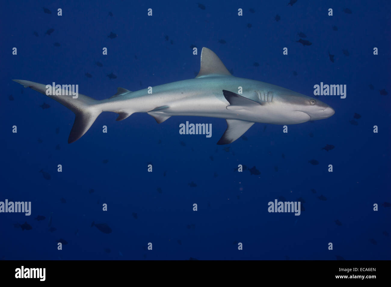 Grey Reef Shark (Carcharhinus amblyrhynchos), Palau, Micronesia Stock ...