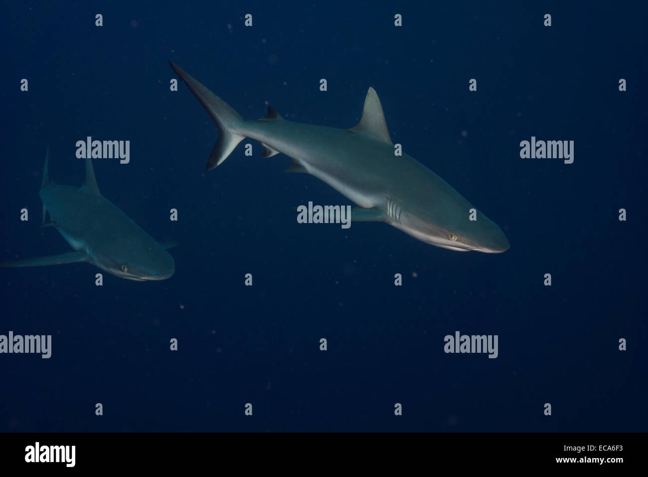 Grey reef sharks (Carcharhinus amblyrhynchos), Palau, Micronesia Stock ...