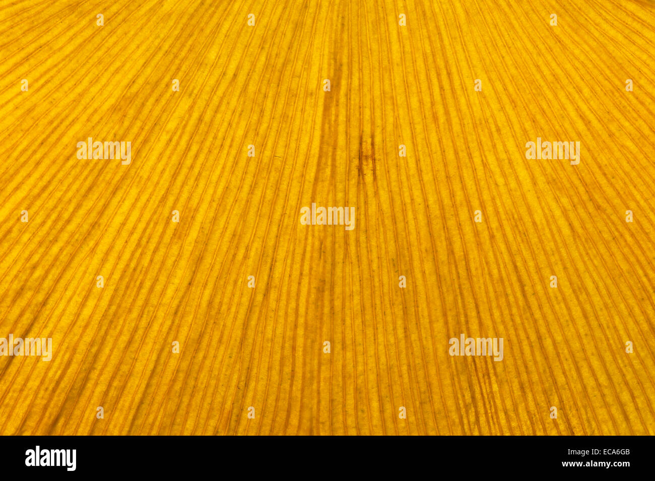 Structure of Ginkgo leaf (Ginkgo biloba), yellow autumnal colour ...