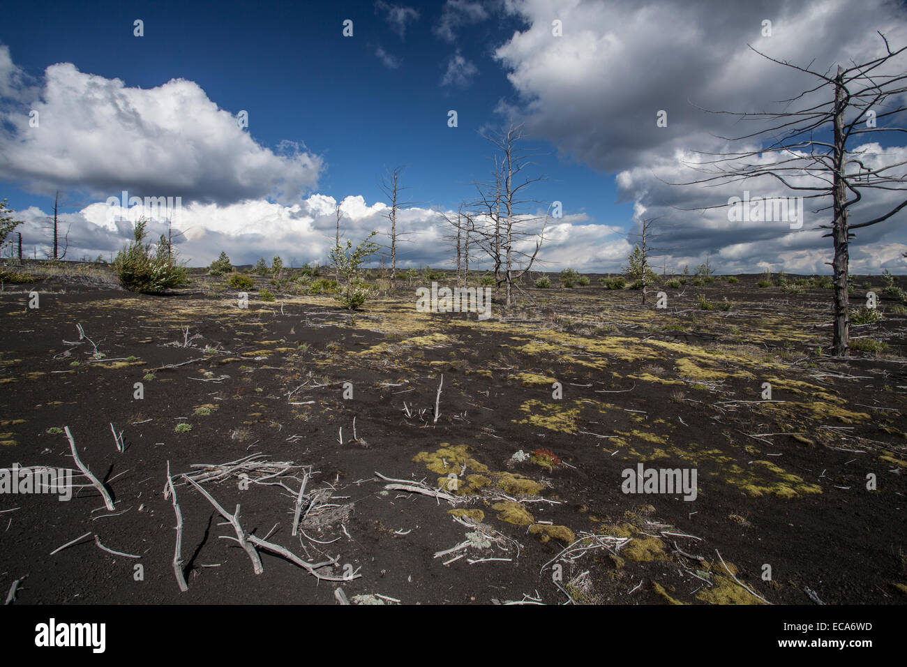 Dead forest, Tolbachik volcano, Kamchatka, Russia Stock Photo - Alamy