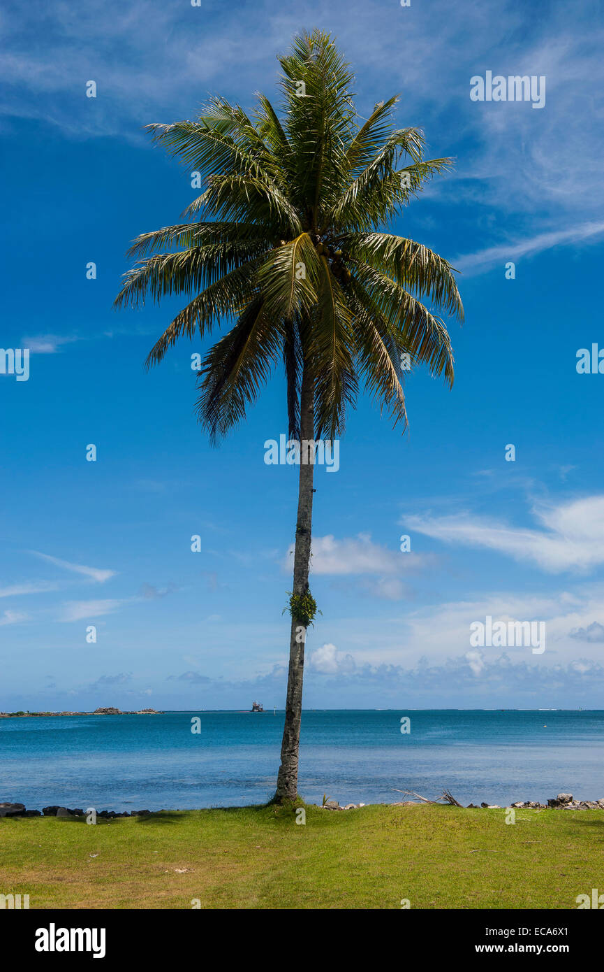Palm tree at the beach, Pohnpei, Micronesia Stock Photo - Alamy