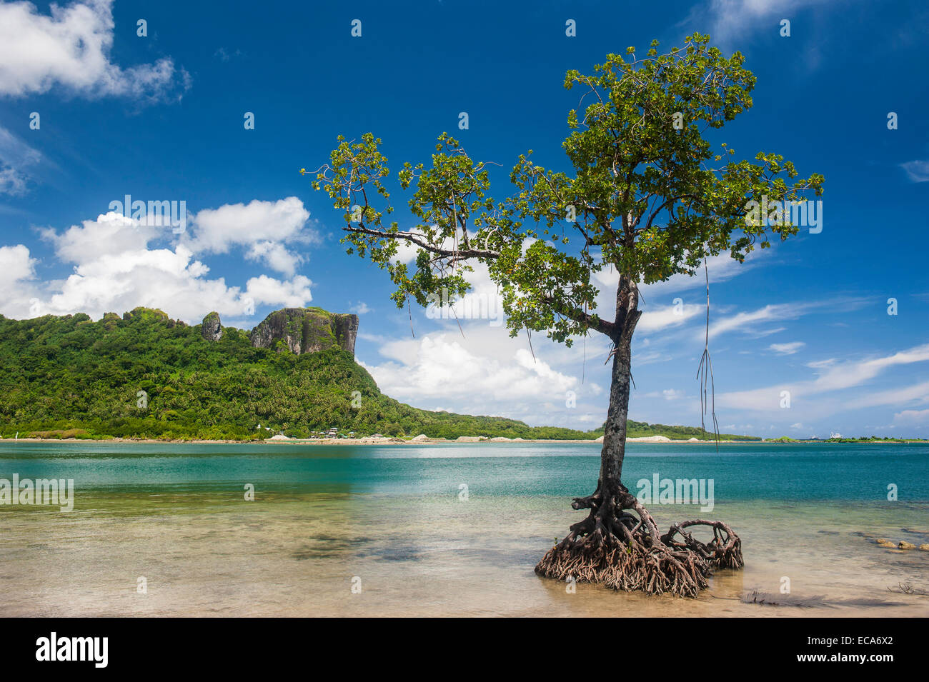 Mangrove tree in front of Sokehs rock, Pohnpei, Micronesia Stock Photo ...