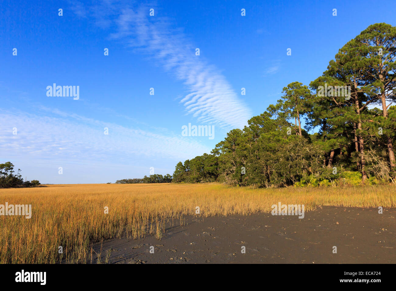 Pluff mud and salt marsh at Hunting Island State Park Stock Photo - Alamy