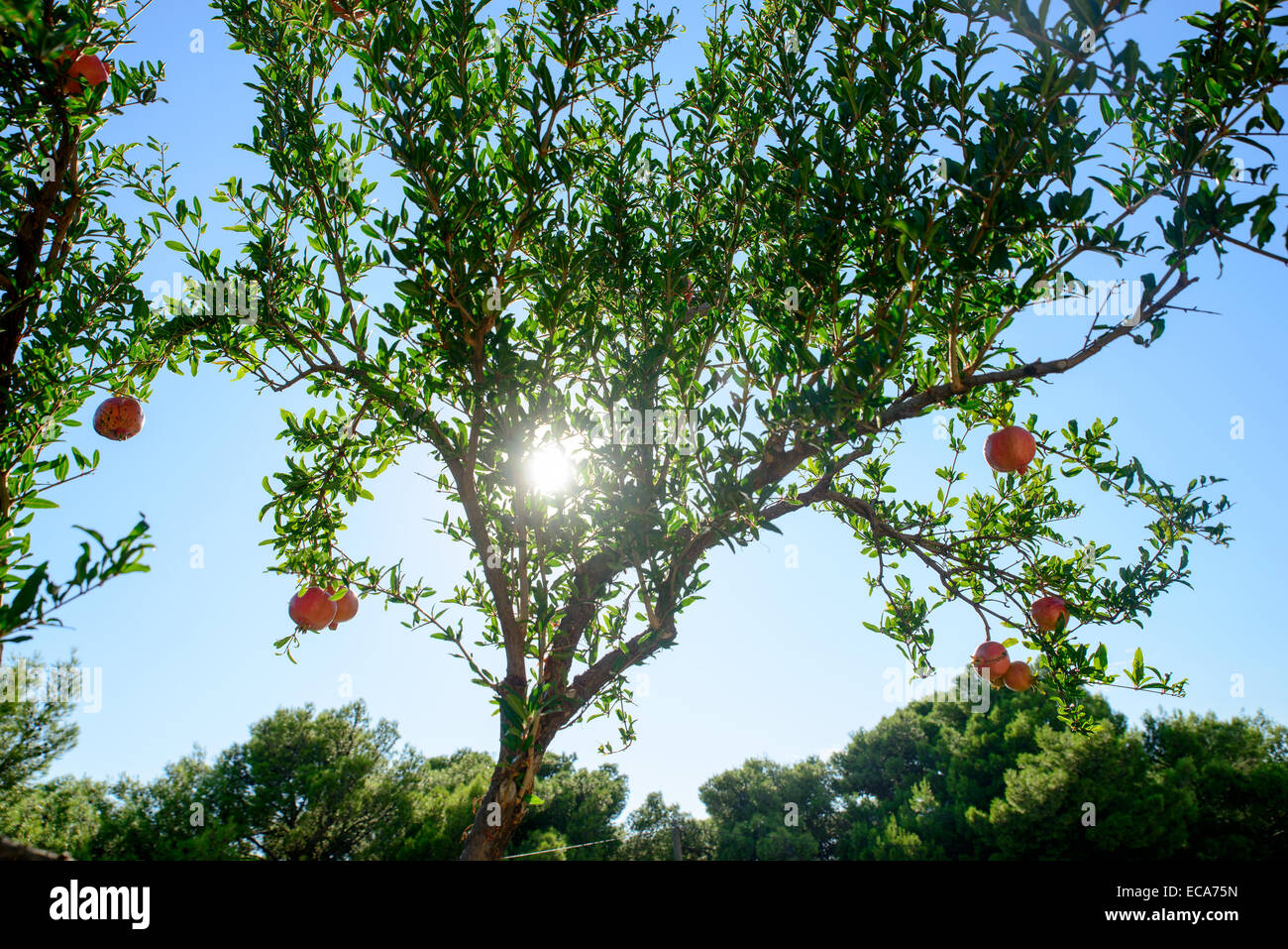 Pomegranate on the tree Stock Photo - Alamy