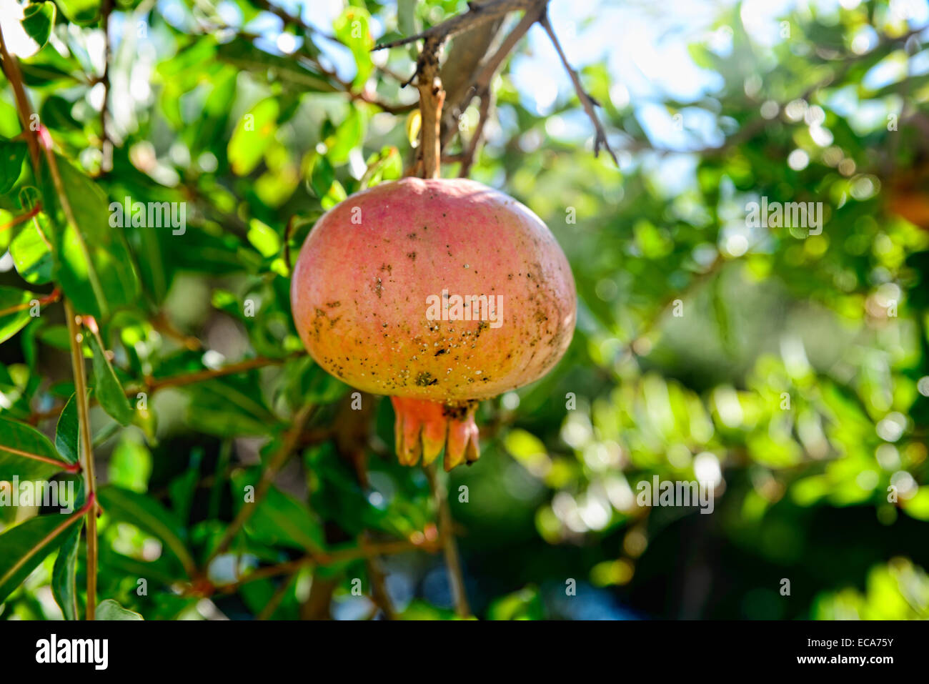 Pomegranate on the tree Stock Photo - Alamy
