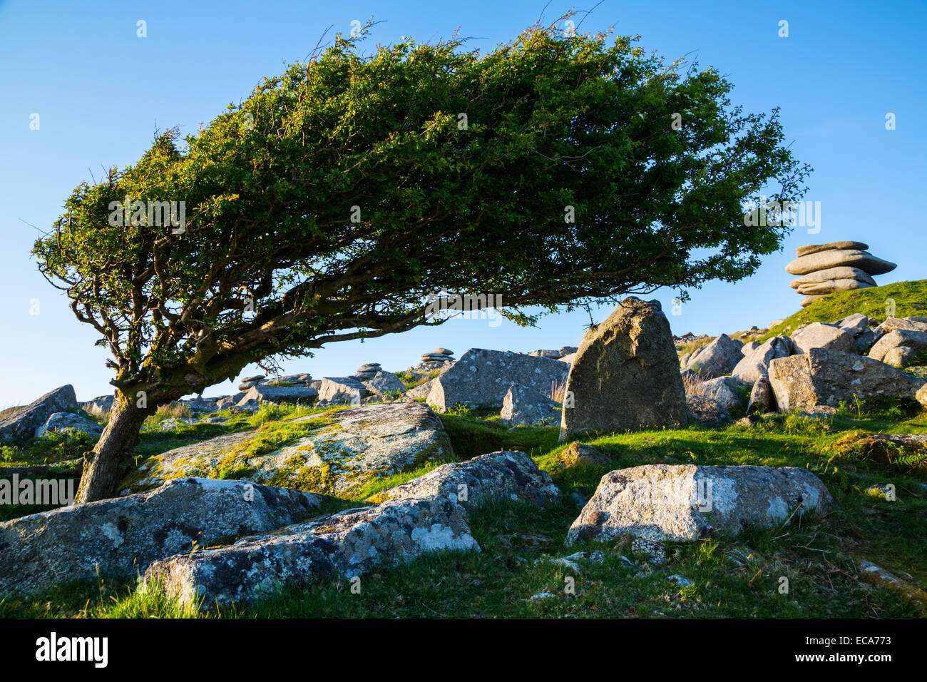 Lone Tree on Stowes Hill Stock Photo - Alamy