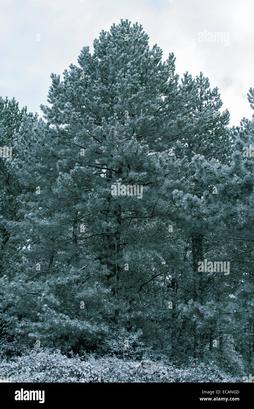 Frosted evergreens hi-res stock photography and images - Alamy