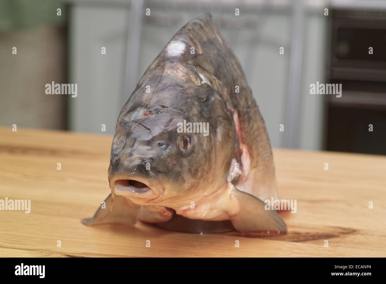 Fish carp. In the Polish kitchen, on the Polish table. Preparing carp ...