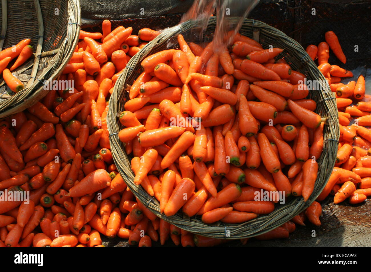 Carrot farmer cleaning fresh carrot produce in Dhaka. Carrot Stock ...