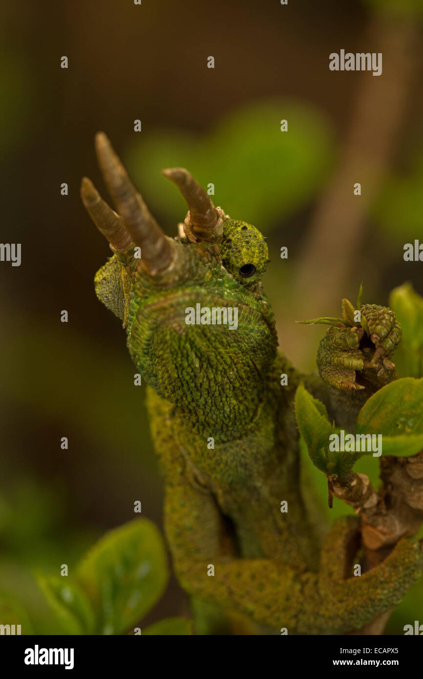 Jacksons Chameleon Jacksons Three Horned Chameleon High Resolution ...