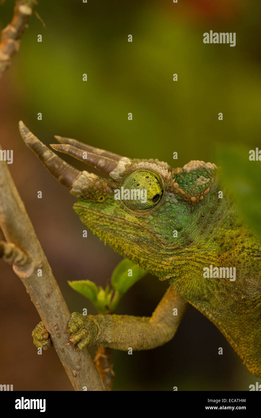 Jackson's chameleon or Jackson's three-horned chameleon (Trioceros ...