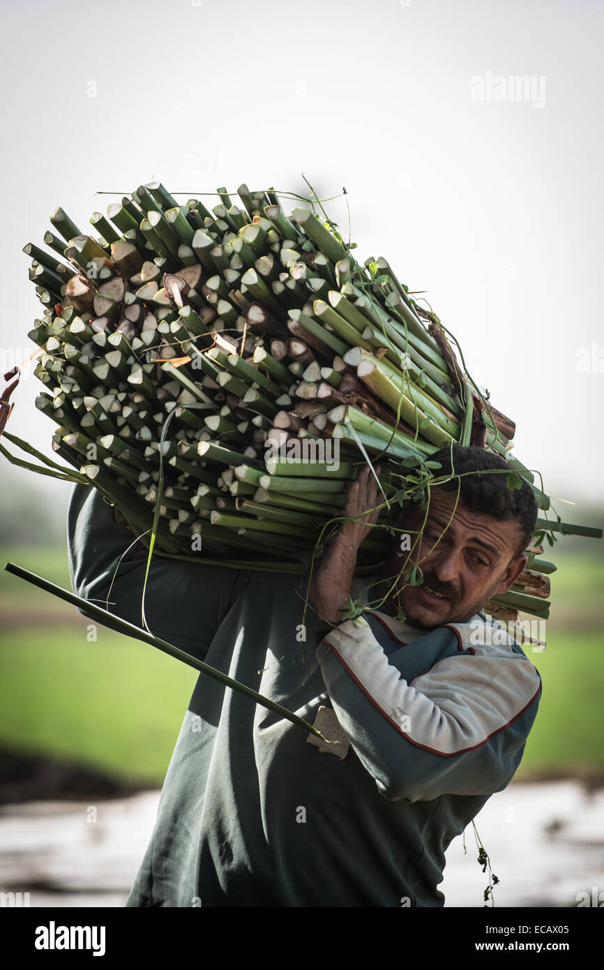Cairo, Egypt. 10th Dec, 2014. A worker of a papyrus workshop carries ...