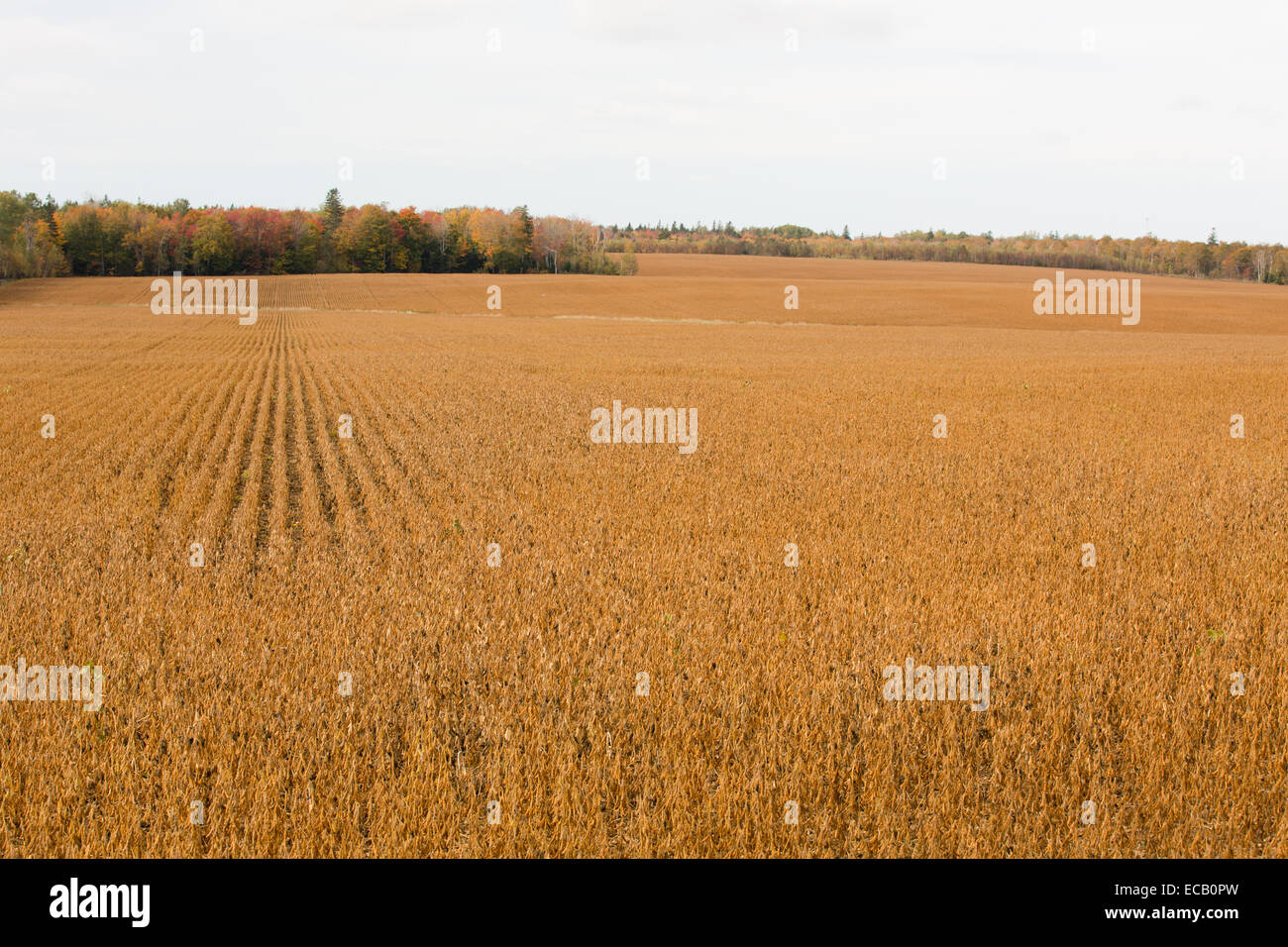 Autumnal wheat hi-res stock photography and images - Alamy