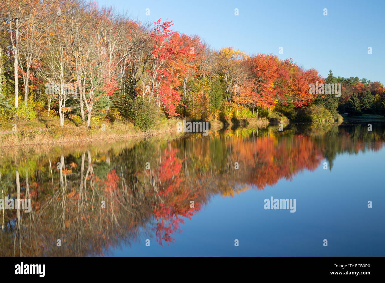 Fall colors in new brunswick hi-res stock photography and images - Alamy