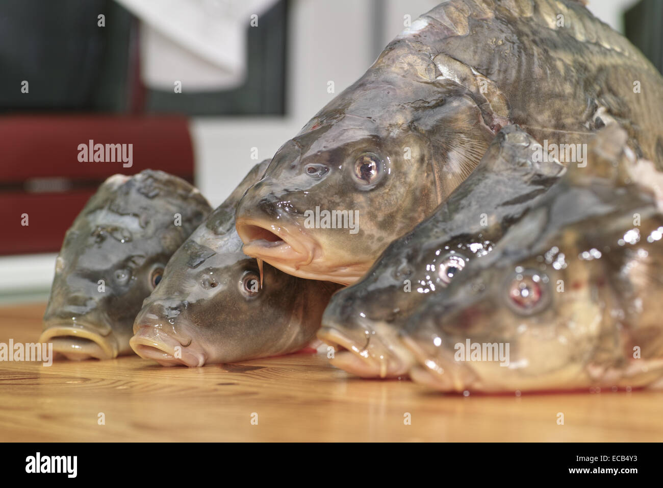 Fish carp. In the Polish kitchen, on the Polish table. Preparing carp ...