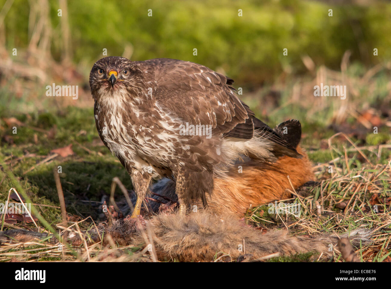 Red Fox Vulpes Vulpes Roadkill High Resolution Stock Photography and ...