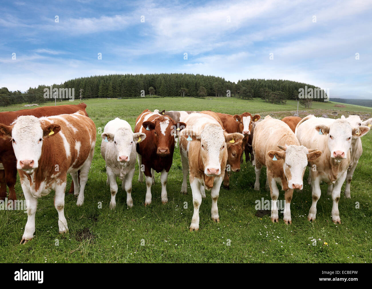 English farm animals hi-res stock photography and images - Alamy