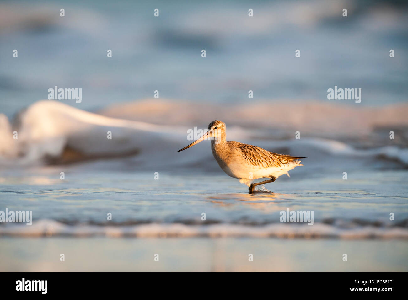 Bar-tailed Godwit (Limosa lapponica) wading along the shoreline ...