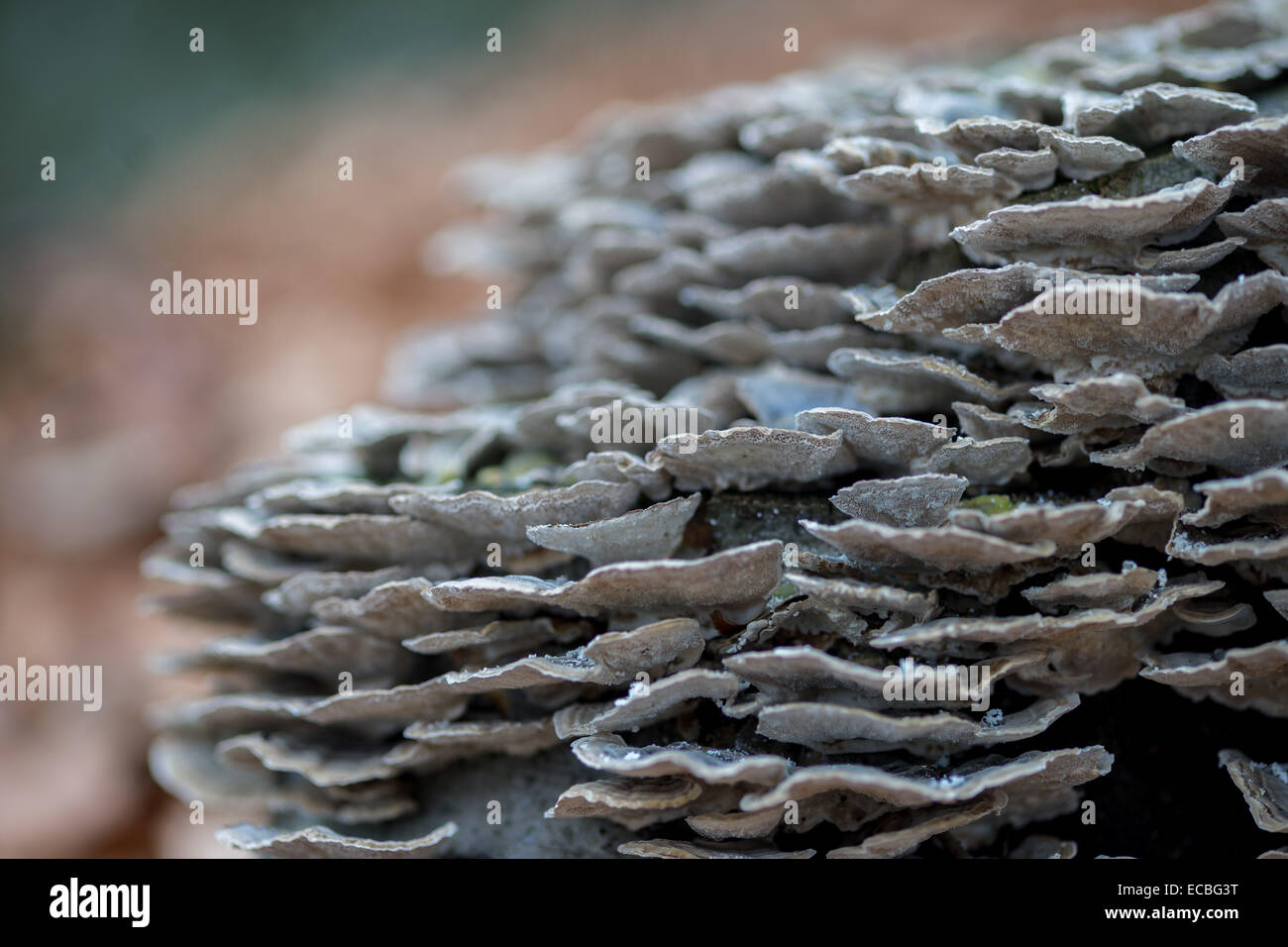 Abundant fungus growing on the old tree stump Stock Photo - Alamy