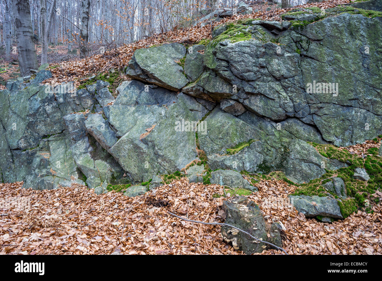Mossy boulders in the beech tree forest growing on Sleza Mount Lower ...